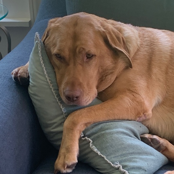 Beth's Closet (@kellel) | Poshmark